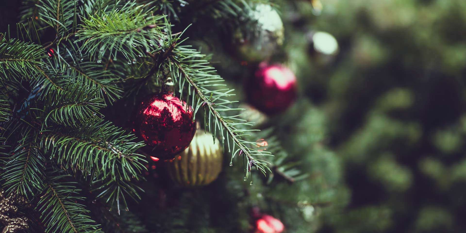 Fota House Cork | House, Arboretum & Gardens